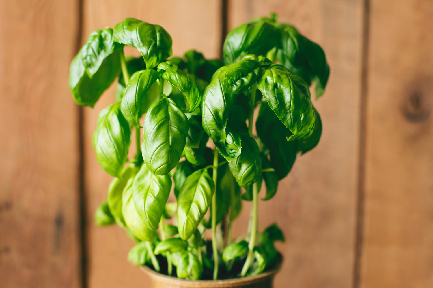 Farm – Good Luck Gardens